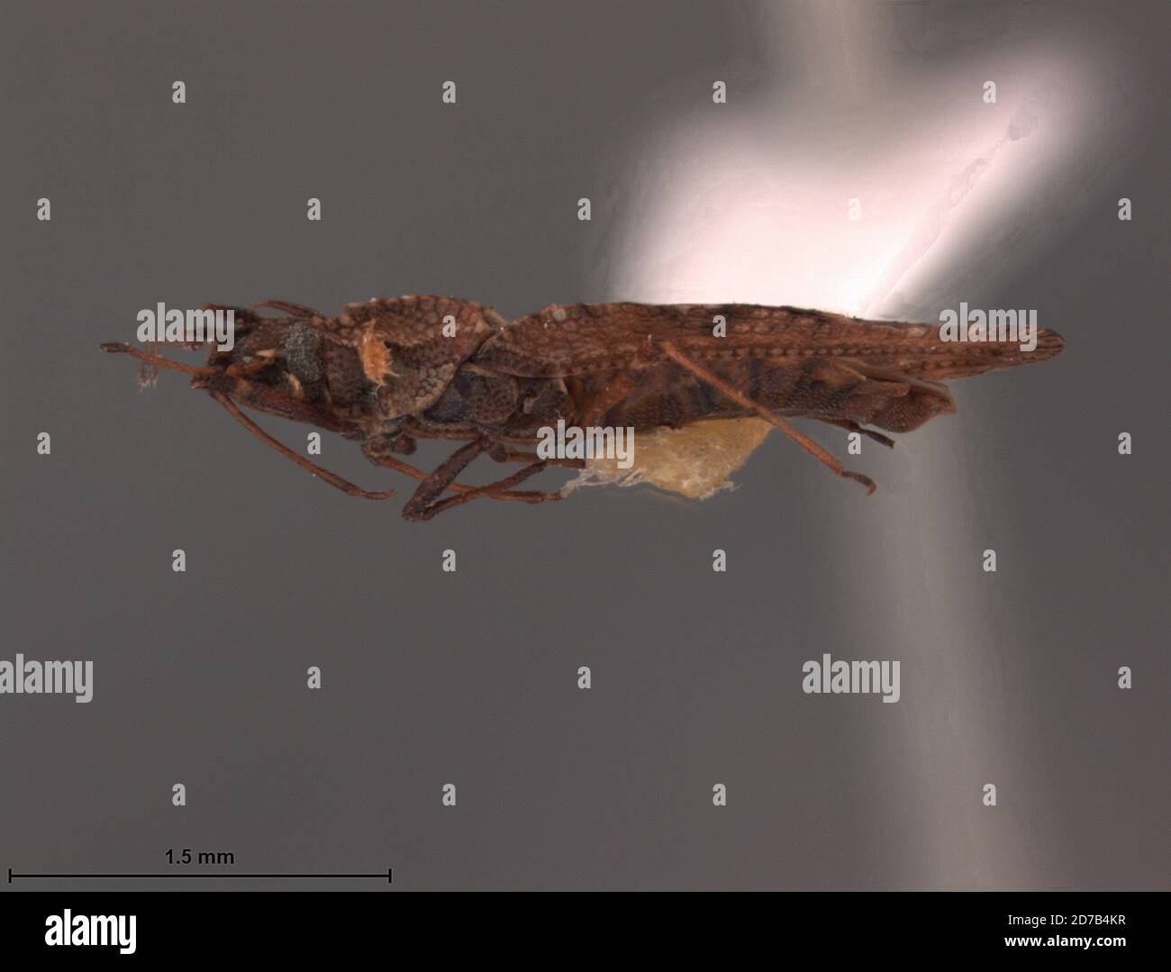 Bohio, Canal Zone, Panama, Phatnoma spinosa Gibson, Animalia ...