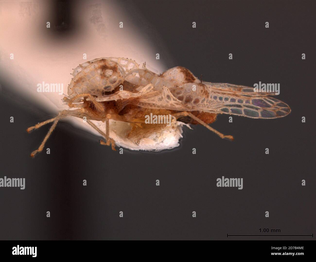 Corythucha floridana heidemann hi-res stock photography and images - Alamy