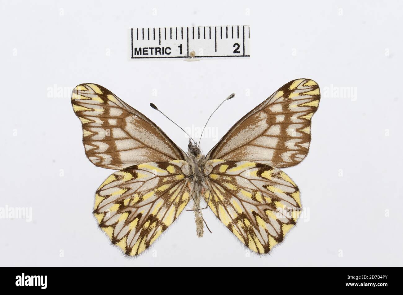 Catasticta manco, Animalia, Arthropoda, Hexapoda, Insecta, Lepidoptera ...