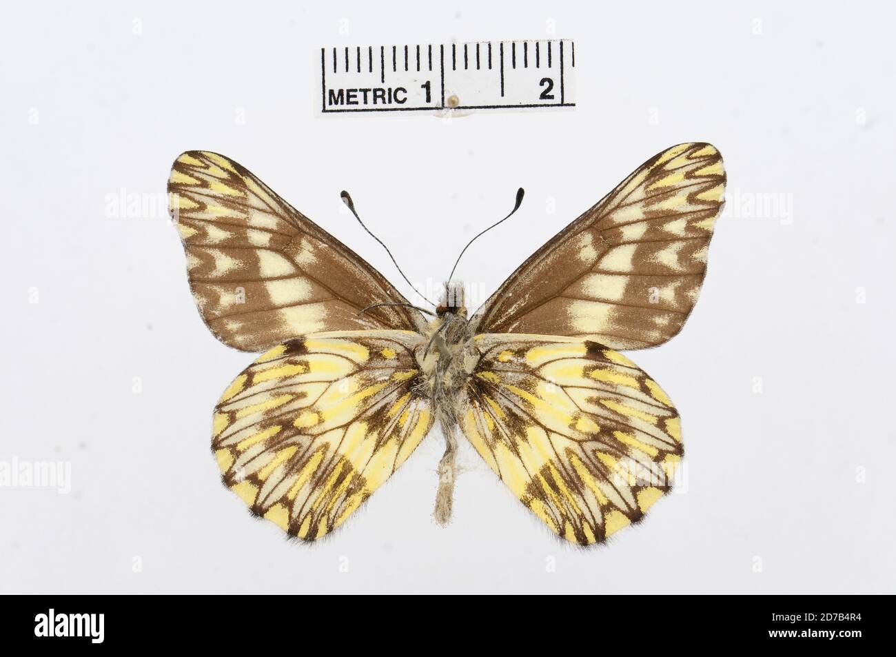 Pinned, Catasticta marcapita, Animalia, Arthropoda, Hexapoda, Insecta ...