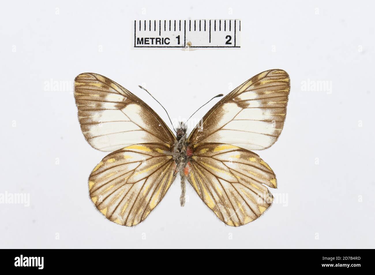 Catasticta notha, Animalia, Arthropoda, Hexapoda, Insecta, Lepidoptera ...