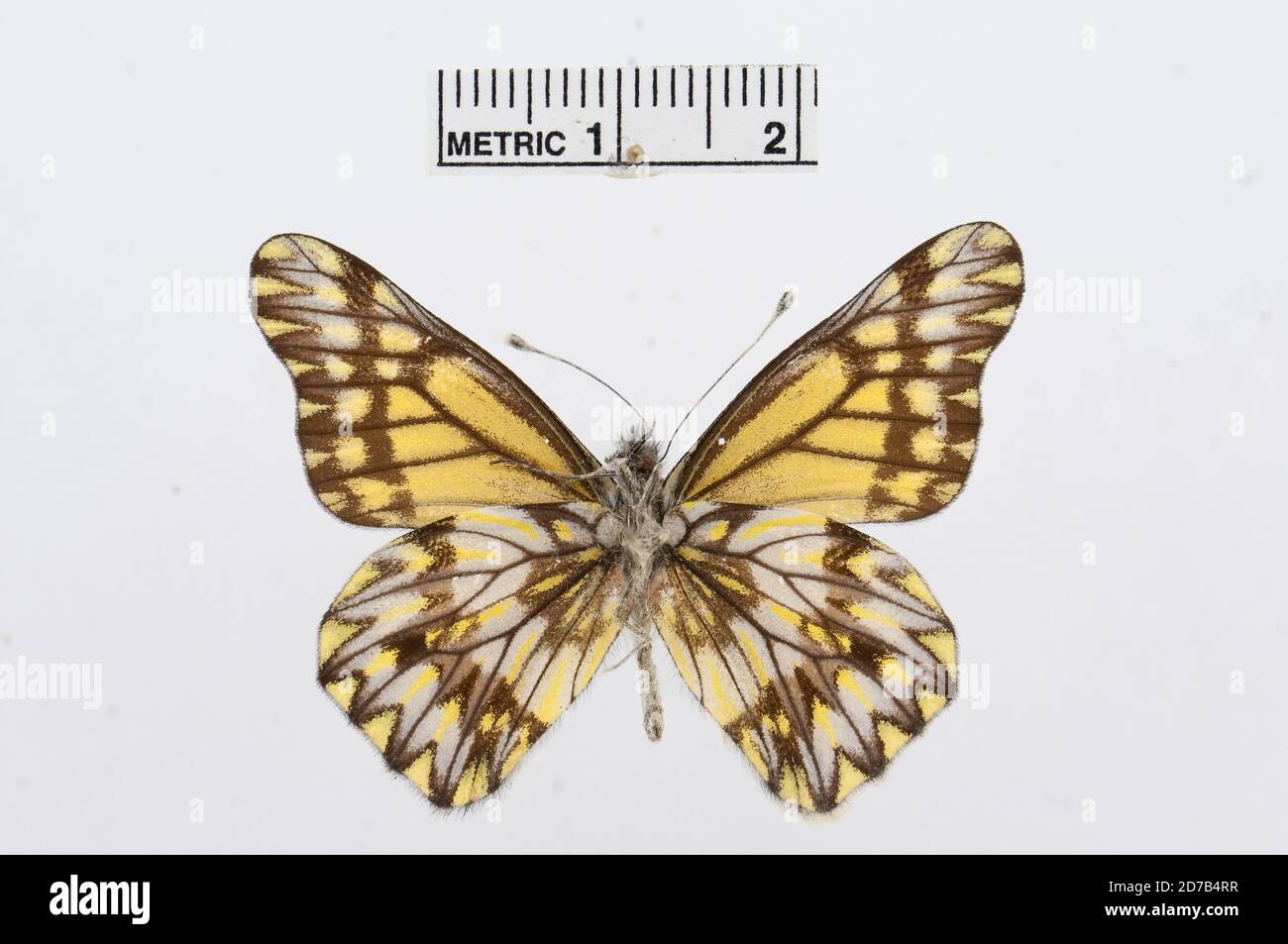 Catasticta lanceolata, Animalia, Arthropoda, Hexapoda, Insecta ...