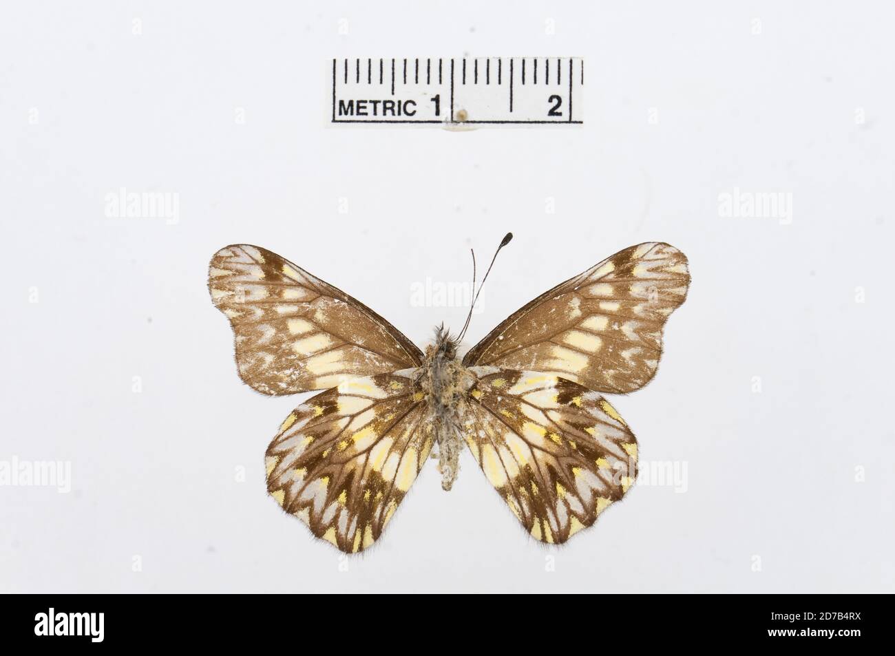 Pinava hi-res stock photography and images - Alamy