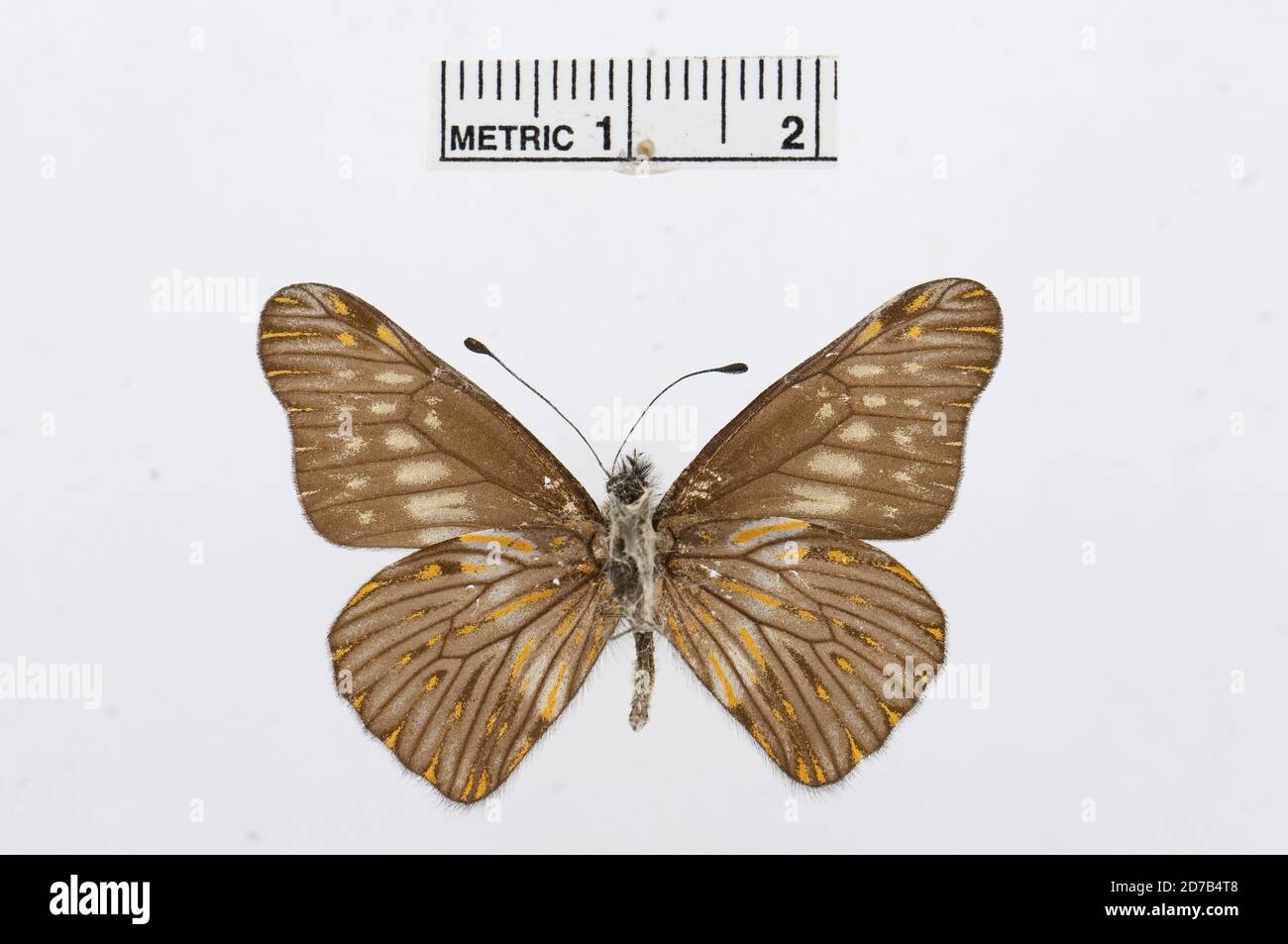 Catasticta potameoides, Animalia, Arthropoda, Hexapoda, Insecta ...