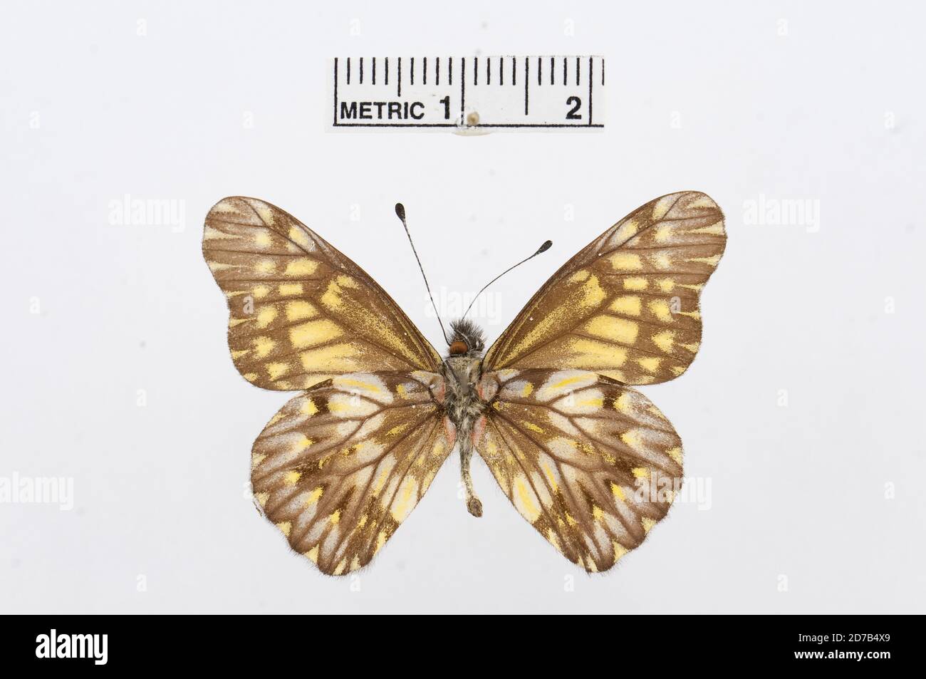 Catasticta seitzi, Animalia, Arthropoda, Hexapoda, Insecta, Lepidoptera ...