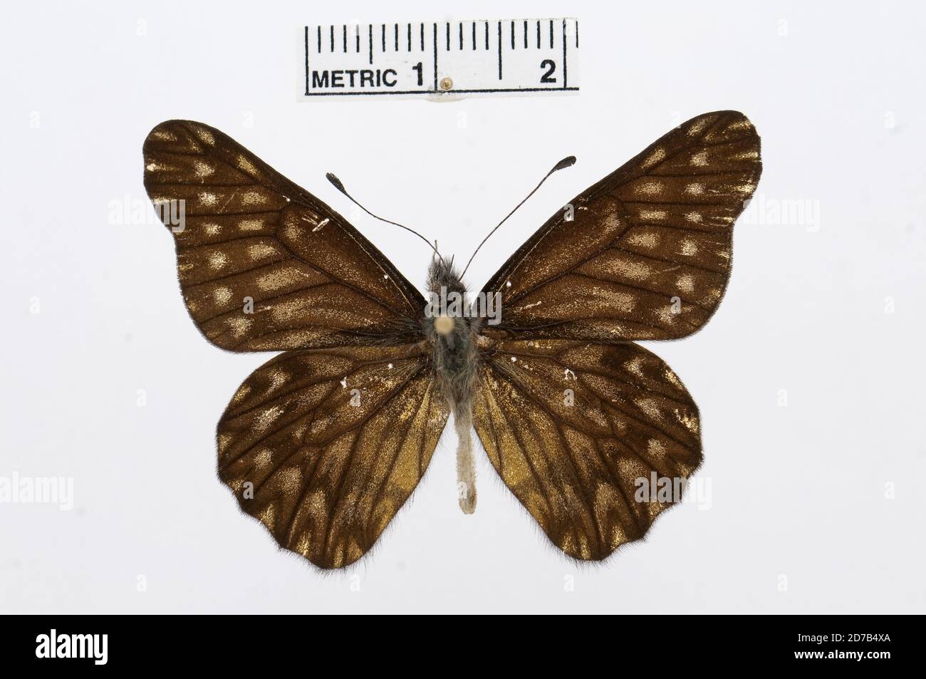 Scurra hi-res stock photography and images - Alamy