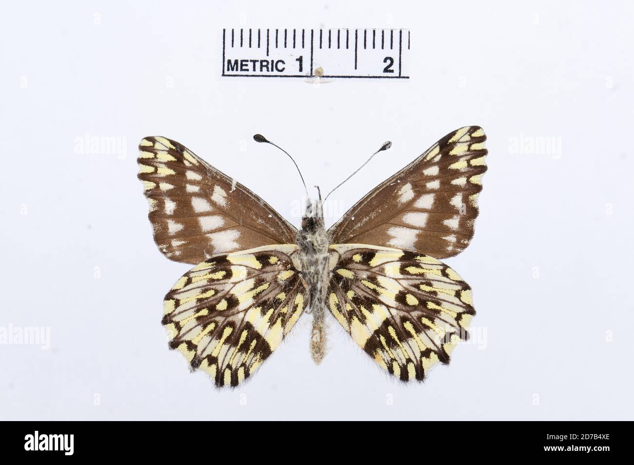 Catasticta striata hi-res stock photography and images - Alamy