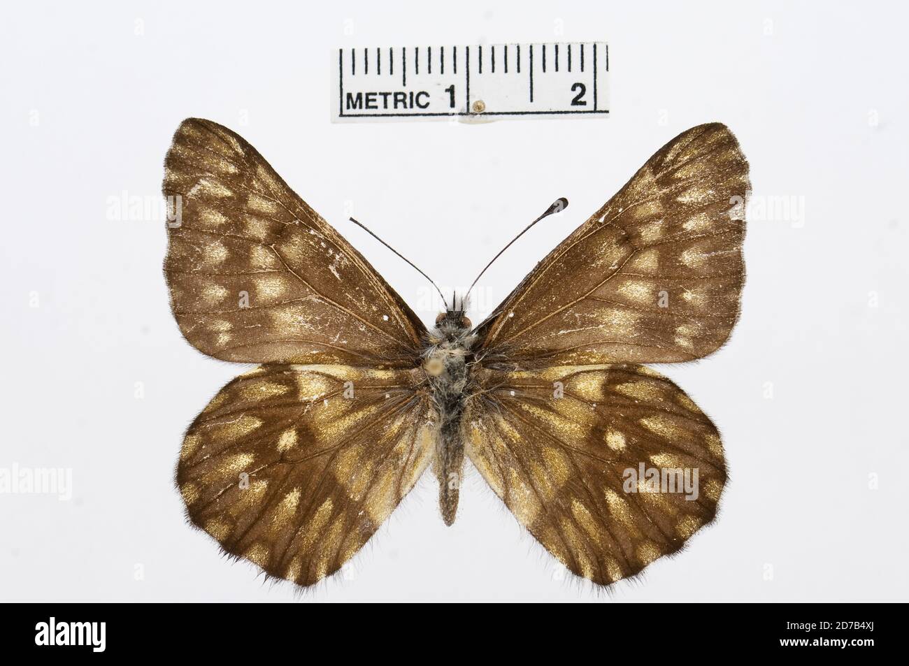 Catasticta semiramis, Animalia, Arthropoda, Hexapoda, Insecta ...