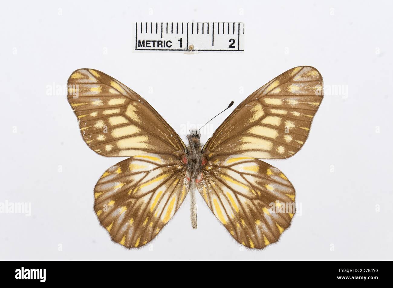 Catasticta reducta, Animalia, Arthropoda, Hexapoda, Insecta ...