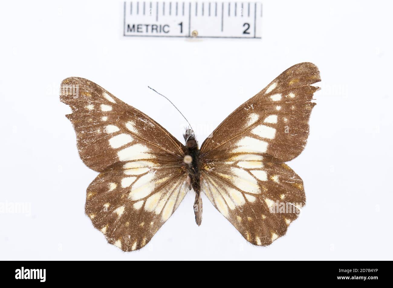 Catasticta theresa hi-res stock photography and images - Alamy