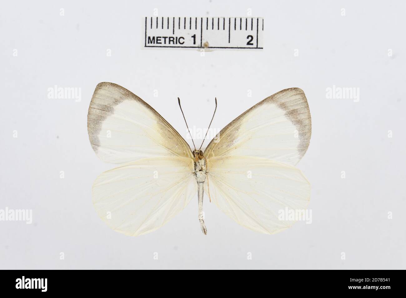 Elodina biaki, Animalia, Arthropoda, Hexapoda, Insecta, Lepidoptera ...