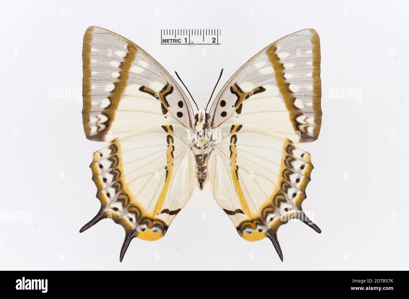 1843 animalia hi-res stock photography and images - Alamy