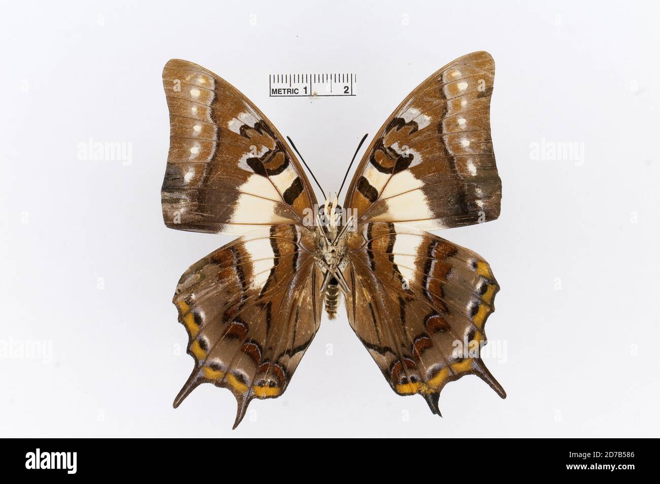 Pinned, Polyura pyrrhus (Linnaeus, 1758), Animalia, Arthropoda, Insecta ...
