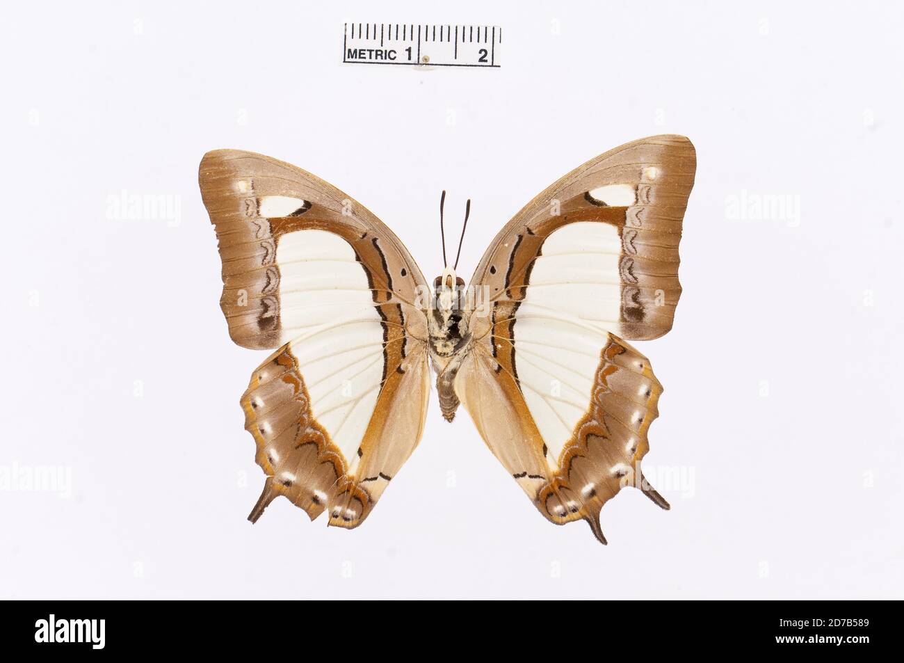 Polyura arja hi-res stock photography and images - Alamy