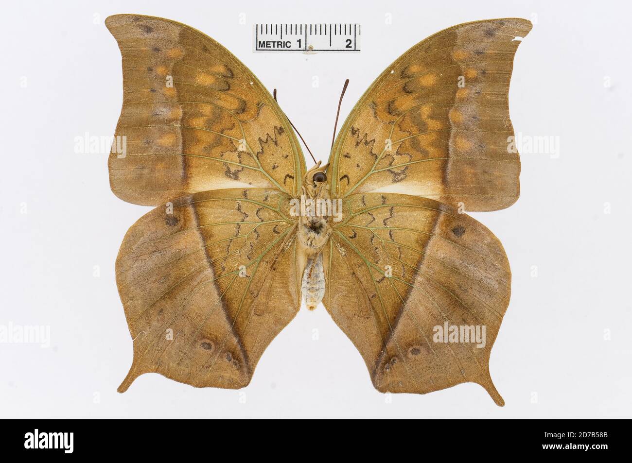 Pinned, Charaxes acuminatus Thurau, 1903, Animalia, Arthropoda, Insecta ...