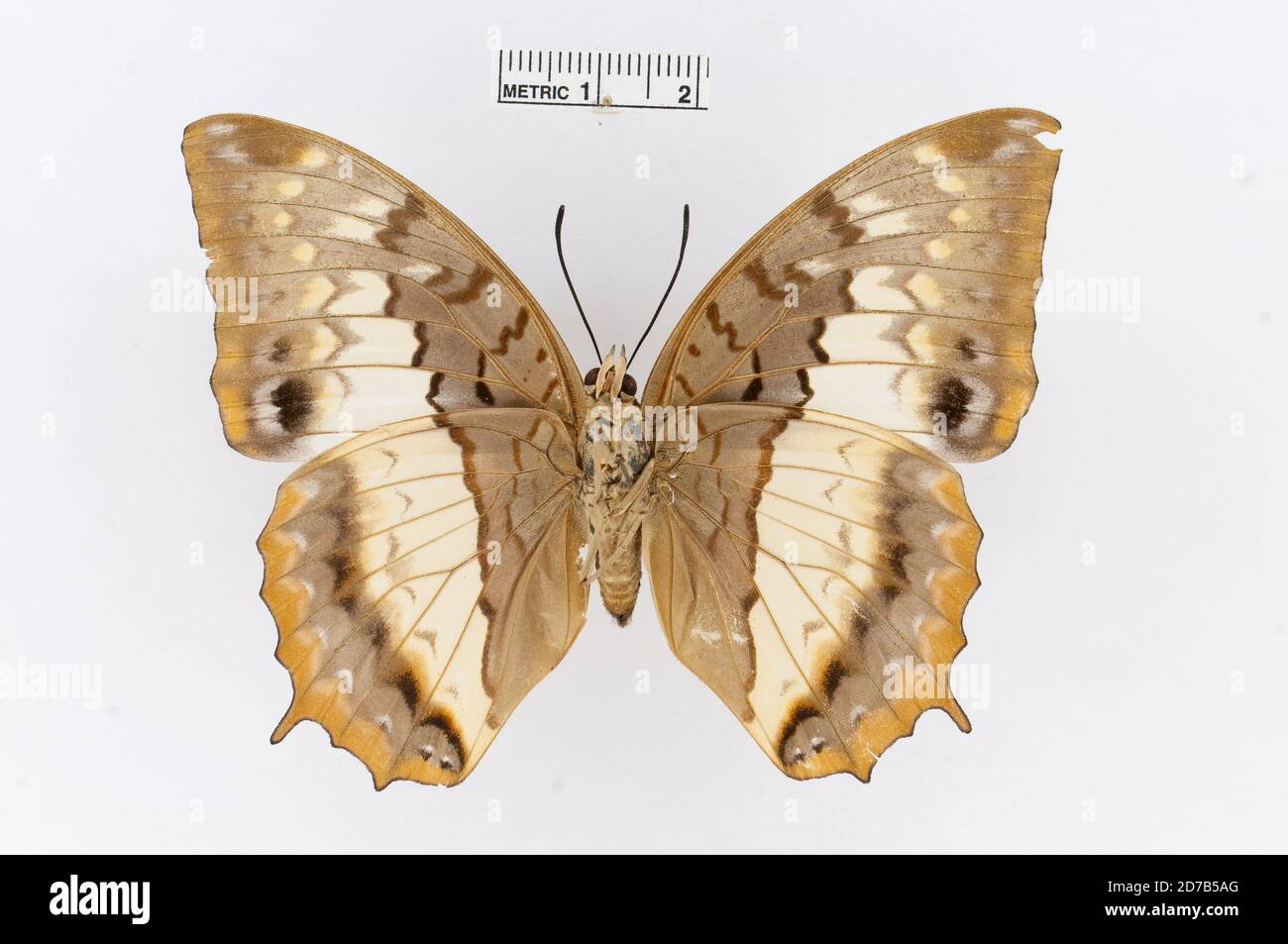 Charaxes protoclea fiesthamel hi-res stock photography and images - Alamy