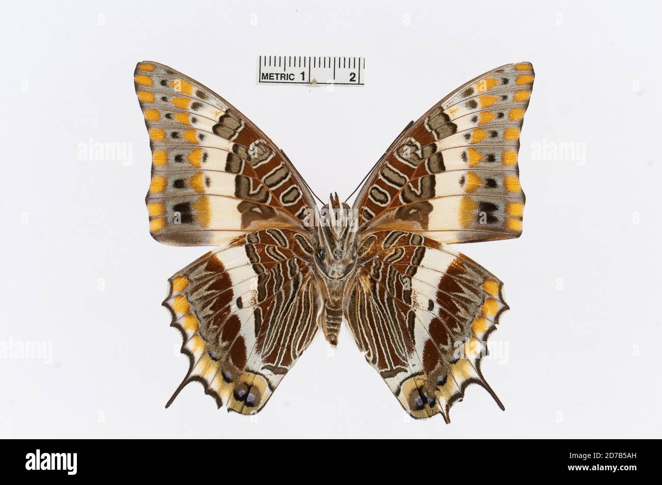 Charaxes legeri plantrou hi-res stock photography and images - Alamy