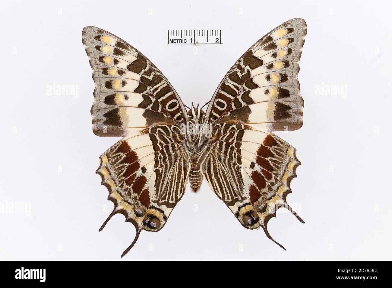 Pinned, Charaxes castor (Cramer, 1775), Animalia, Arthropoda, Insecta ...