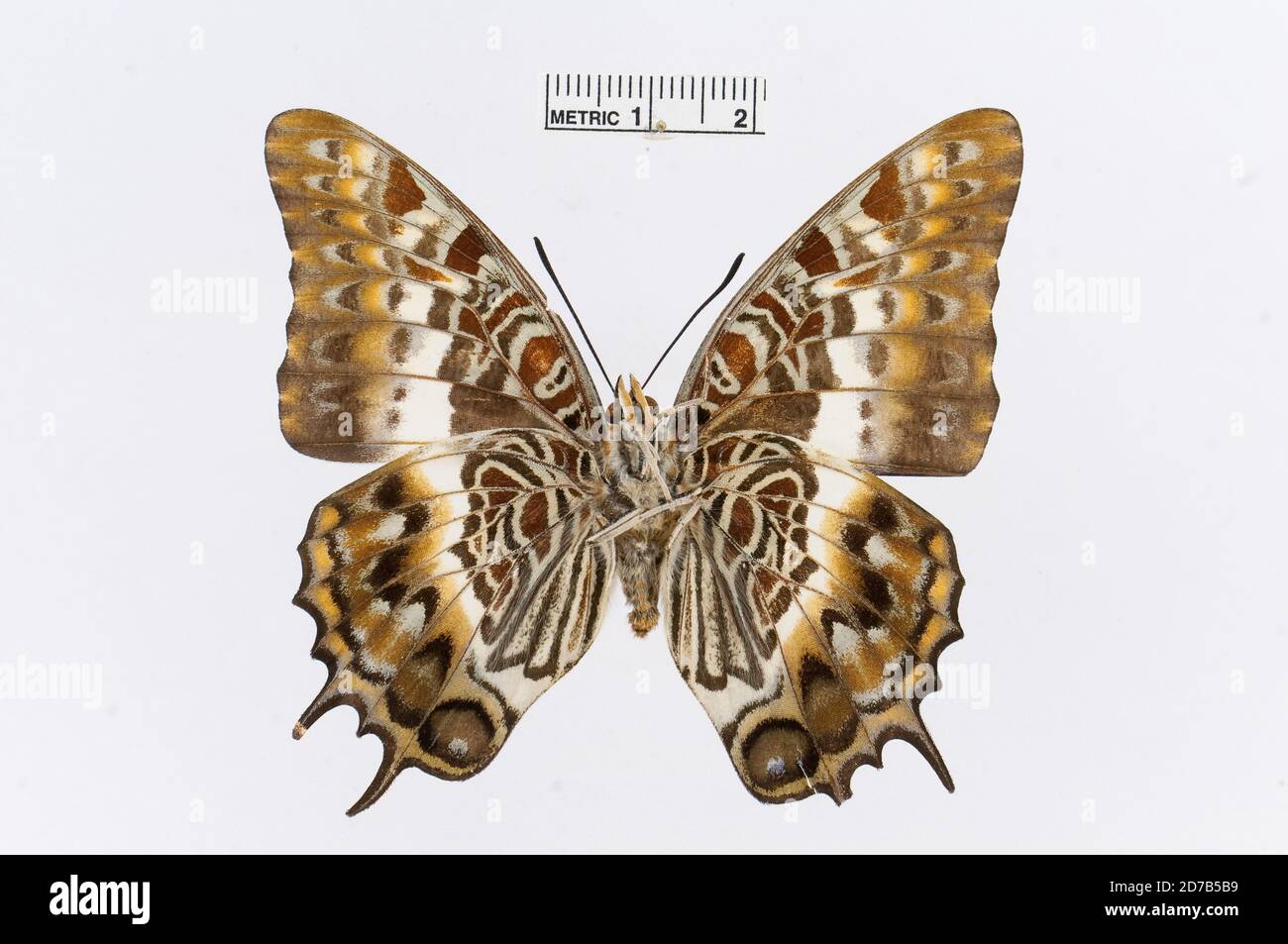 Charaxes ansorgei rothschild hi-res stock photography and images - Alamy