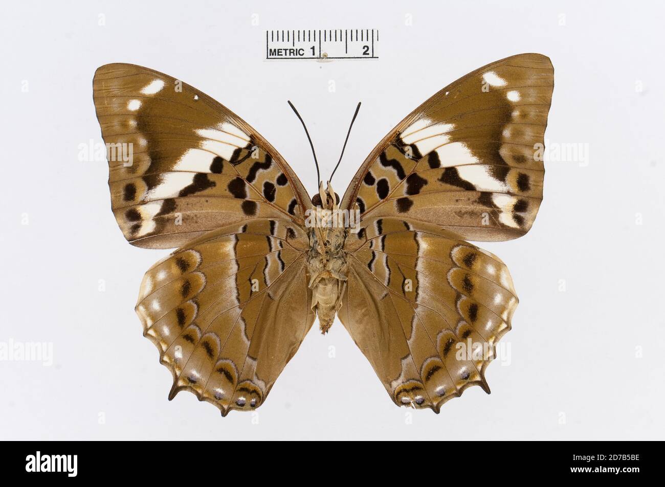 Pinned, Charaxes numenes (Hewitson, 1859), Animalia, Arthropoda ...