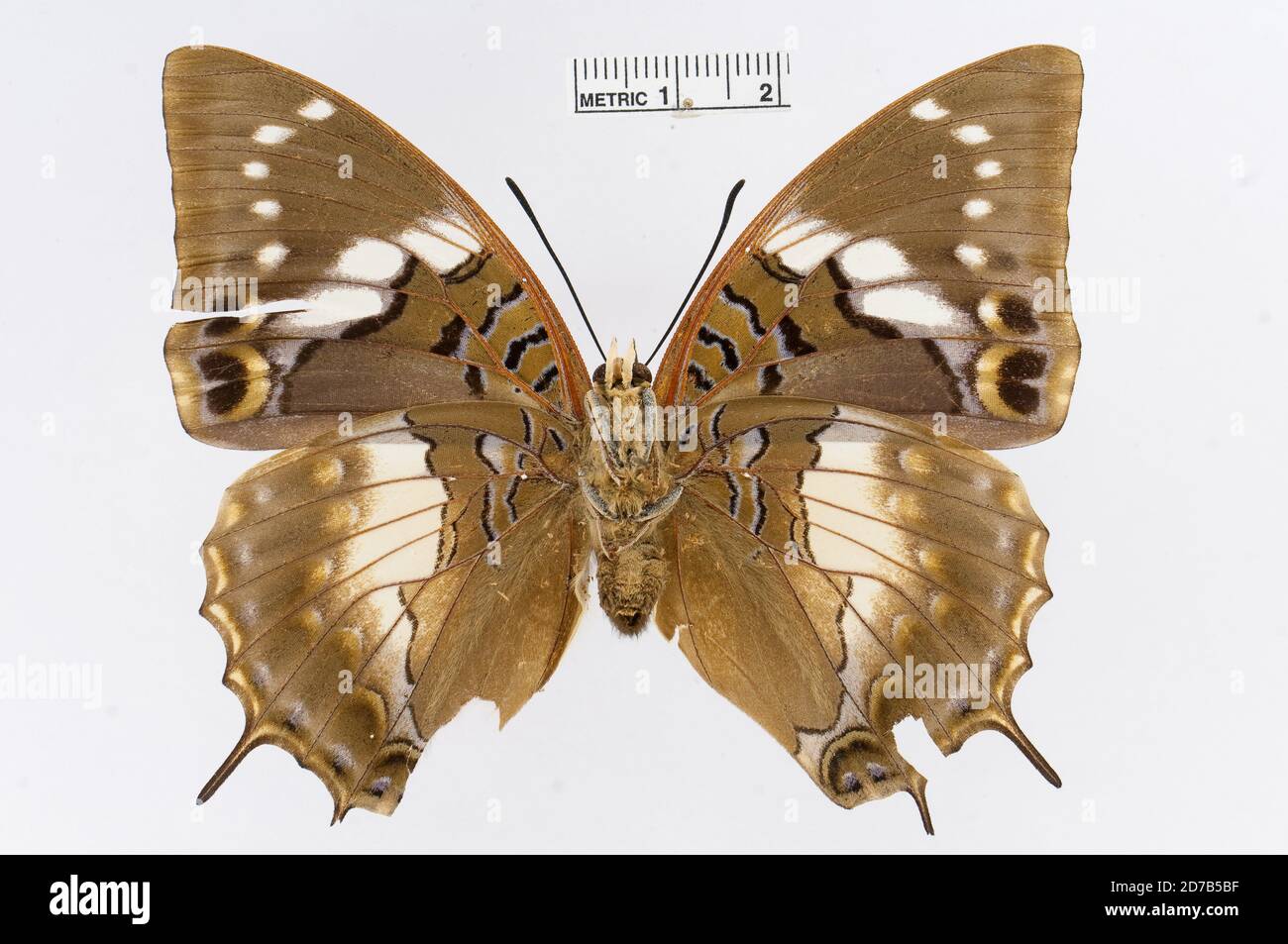 Pinned, Charaxes nandina Rothschild & Jordan, 1891, Animalia ...