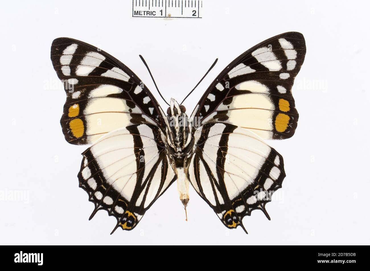 Pinned, Charaxes nobilis Drury, 1873, Animalia, Arthropoda, Insecta ...