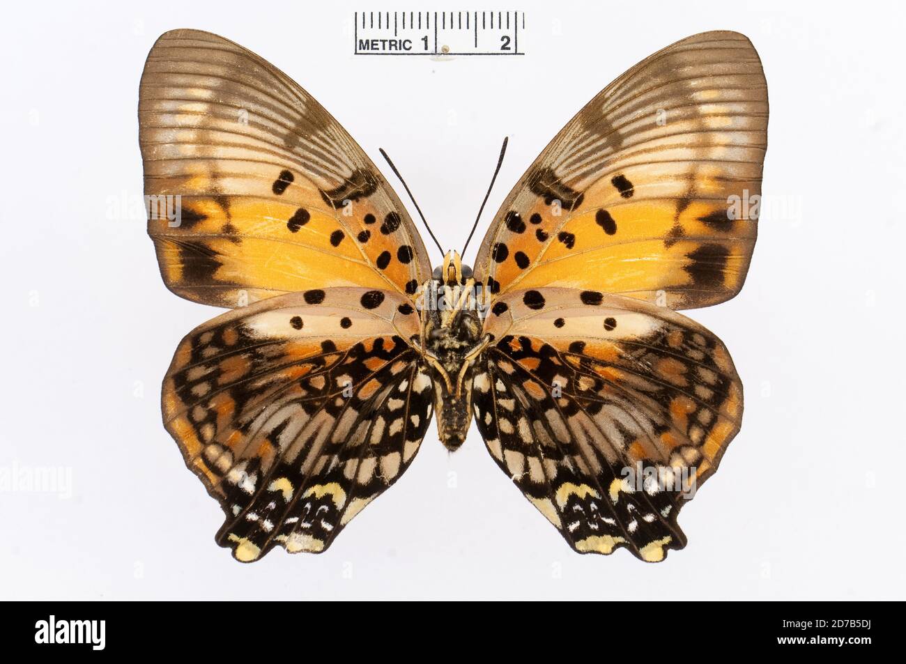 Pinned, Charaxes zingha (Stoll, 1780), Animalia, Arthropoda, Insecta ...