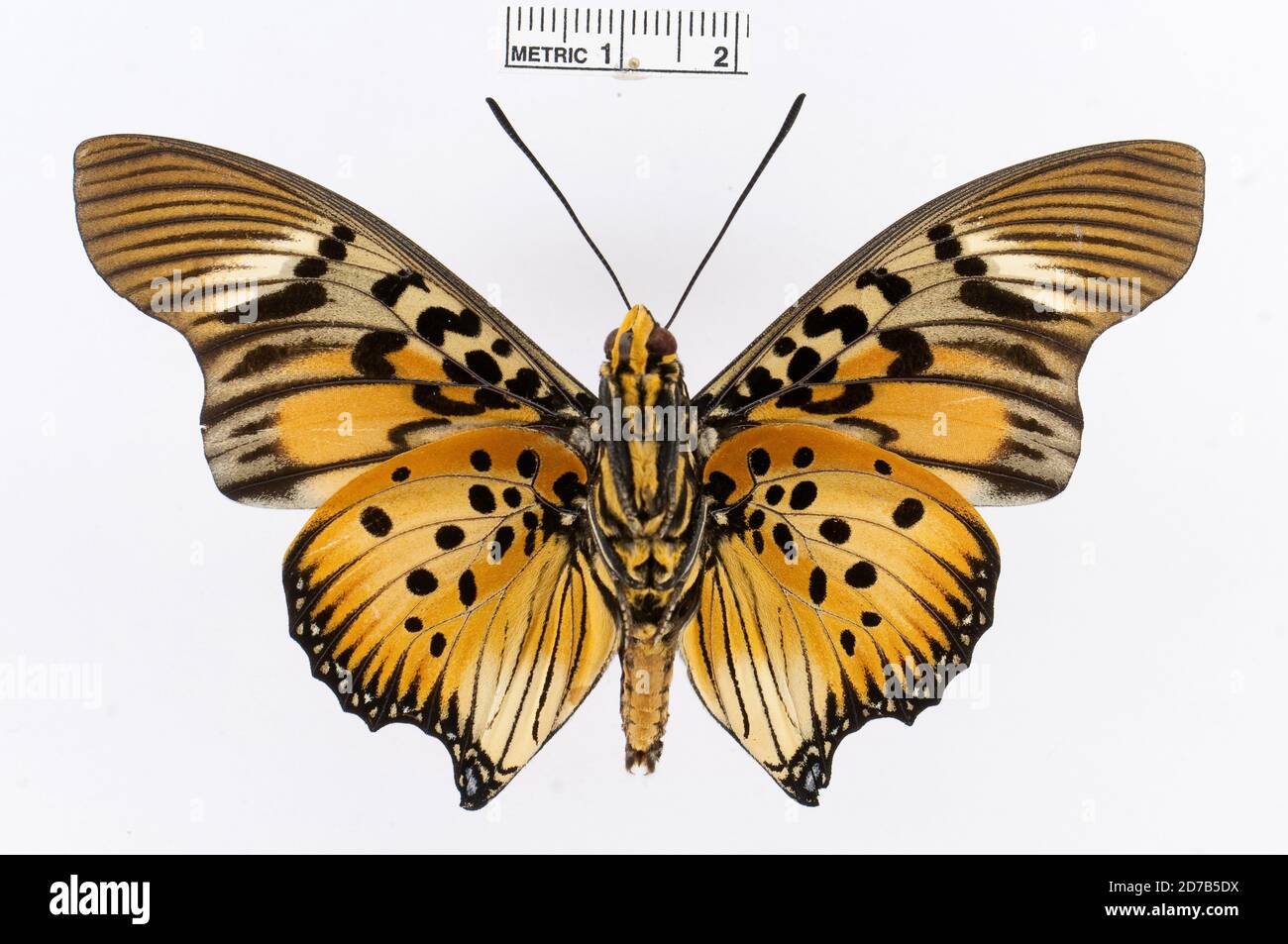 Charaxes acraeoides druce hi-res stock photography and images - Alamy