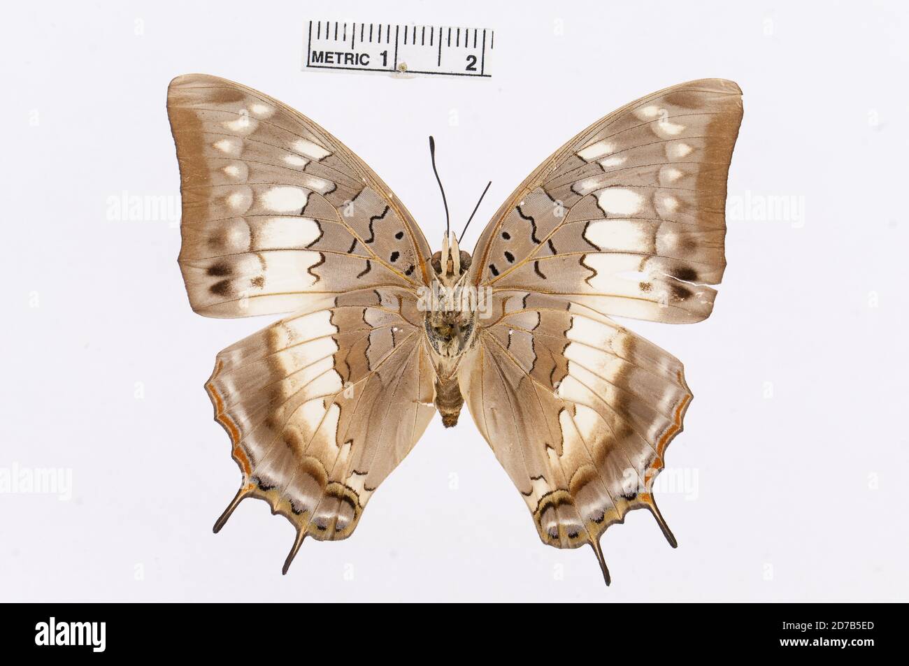 Charaxes etheocles hi-res stock photography and images - Alamy