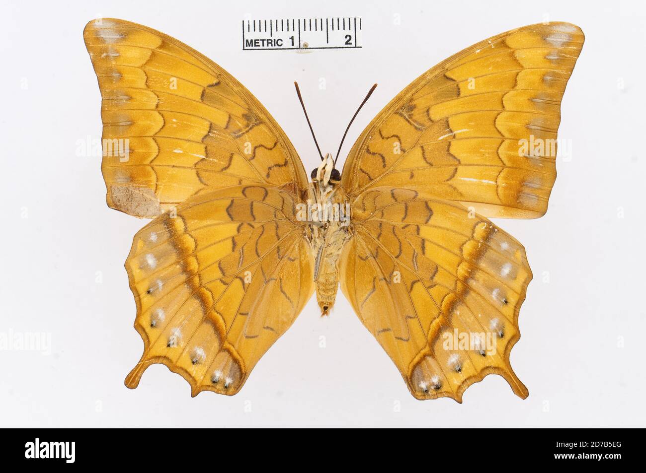 Charaxes affinis hi-res stock photography and images - Alamy