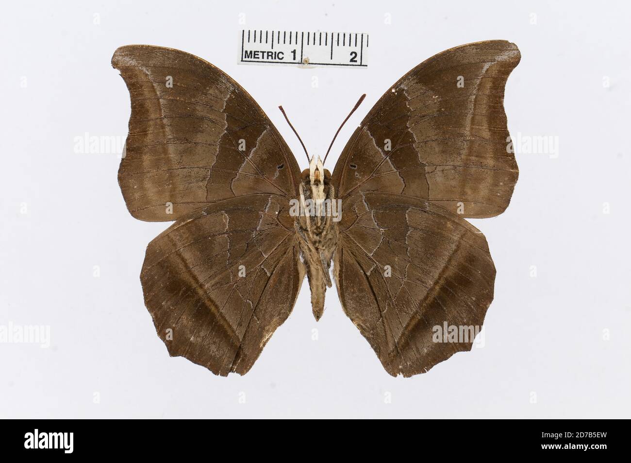 Pinned, Charaxes doubledayi Aurivillius, 1898, Animalia, Arthropoda ...