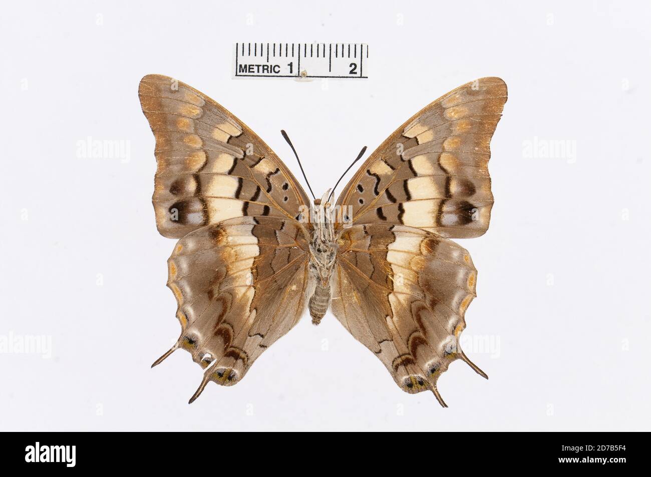 Charaxes guderiana hi-res stock photography and images - Alamy