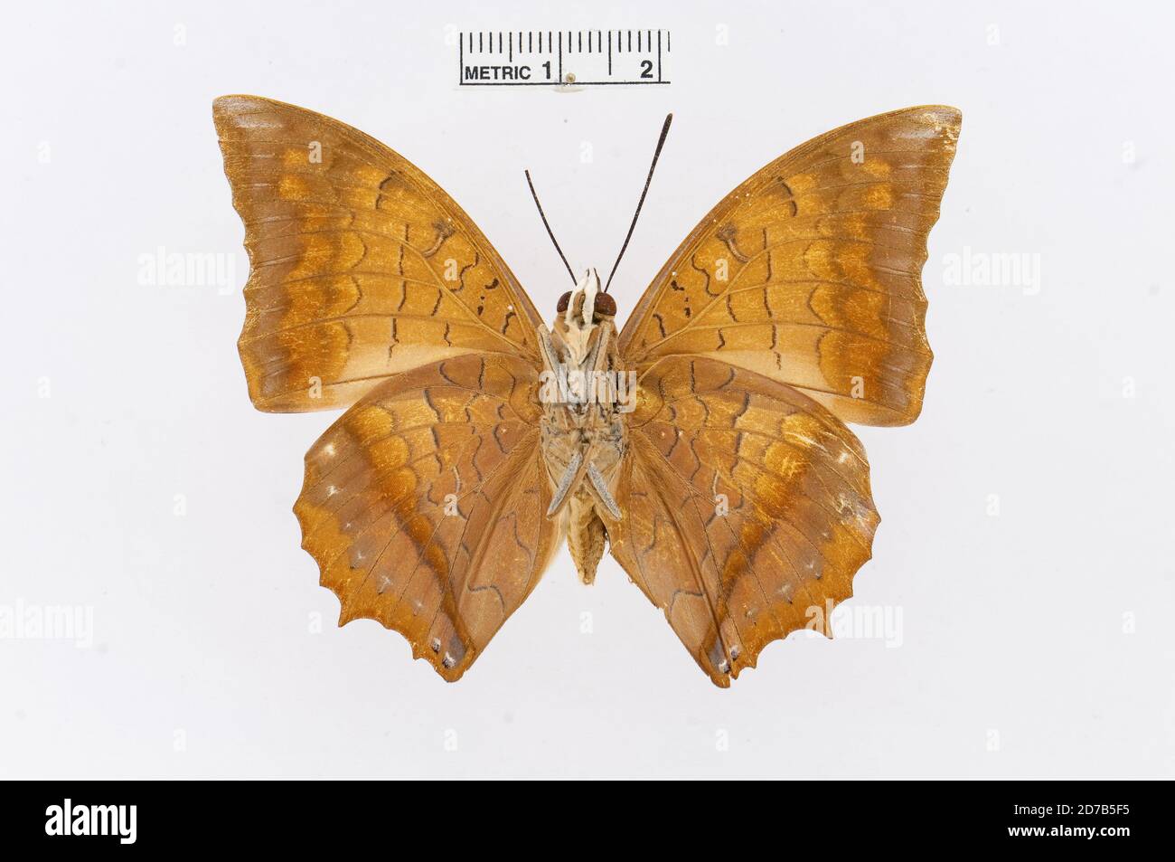 Pinned, Charaxes aristogiton (Felder & Felder, 1867), Animalia ...