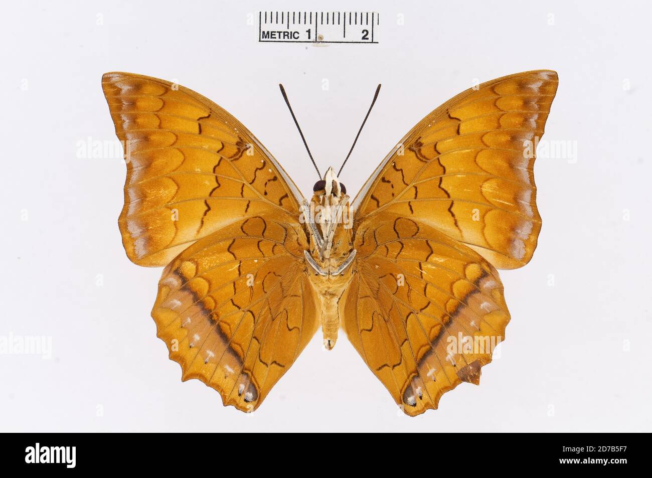 1885 animalia hi-res stock photography and images - Alamy