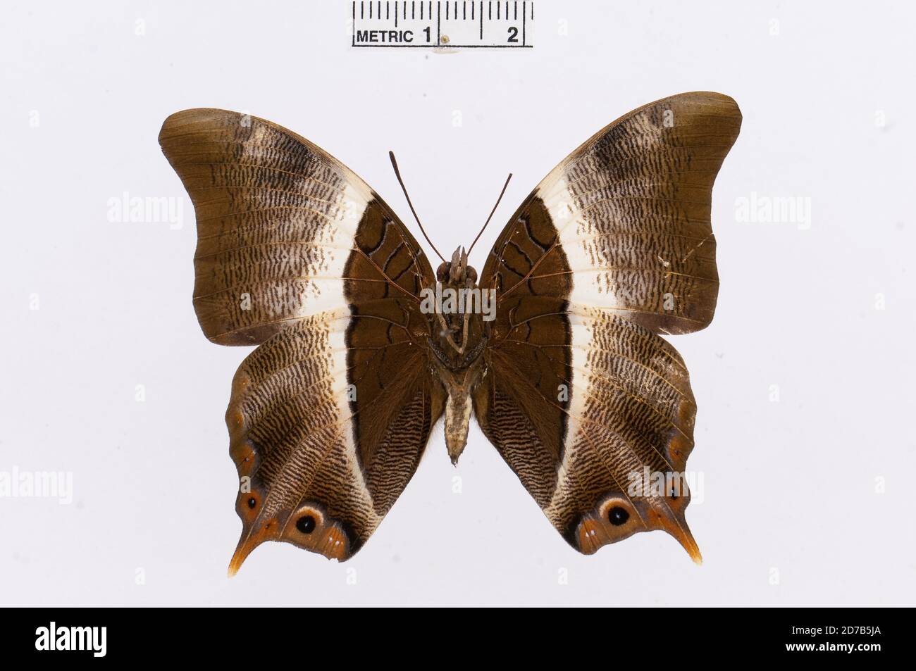 Palla decius hi-res stock photography and images - Alamy