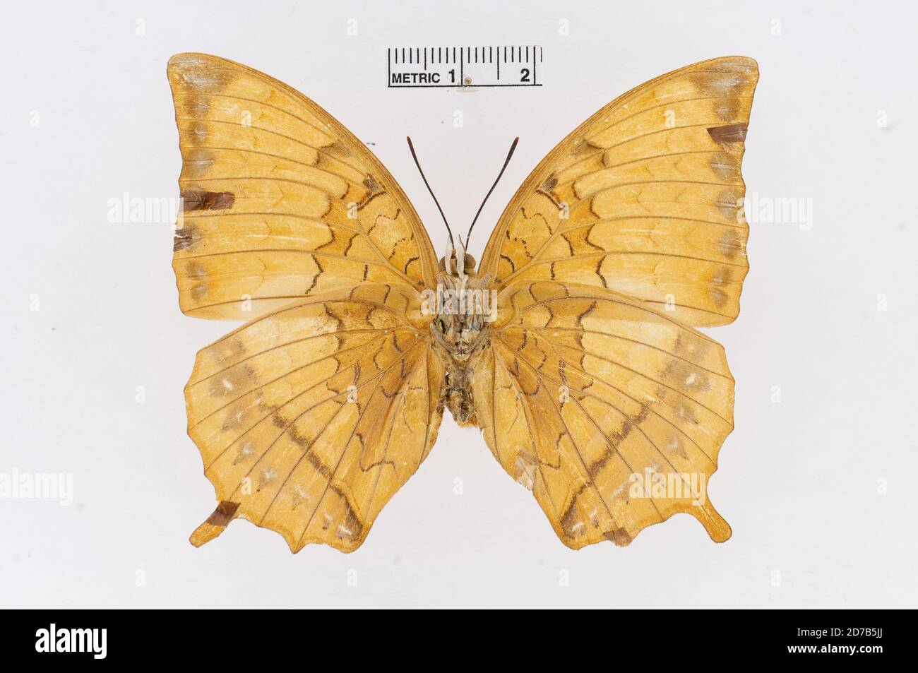 Charaxes marmax westwood hi-res stock photography and images - Alamy