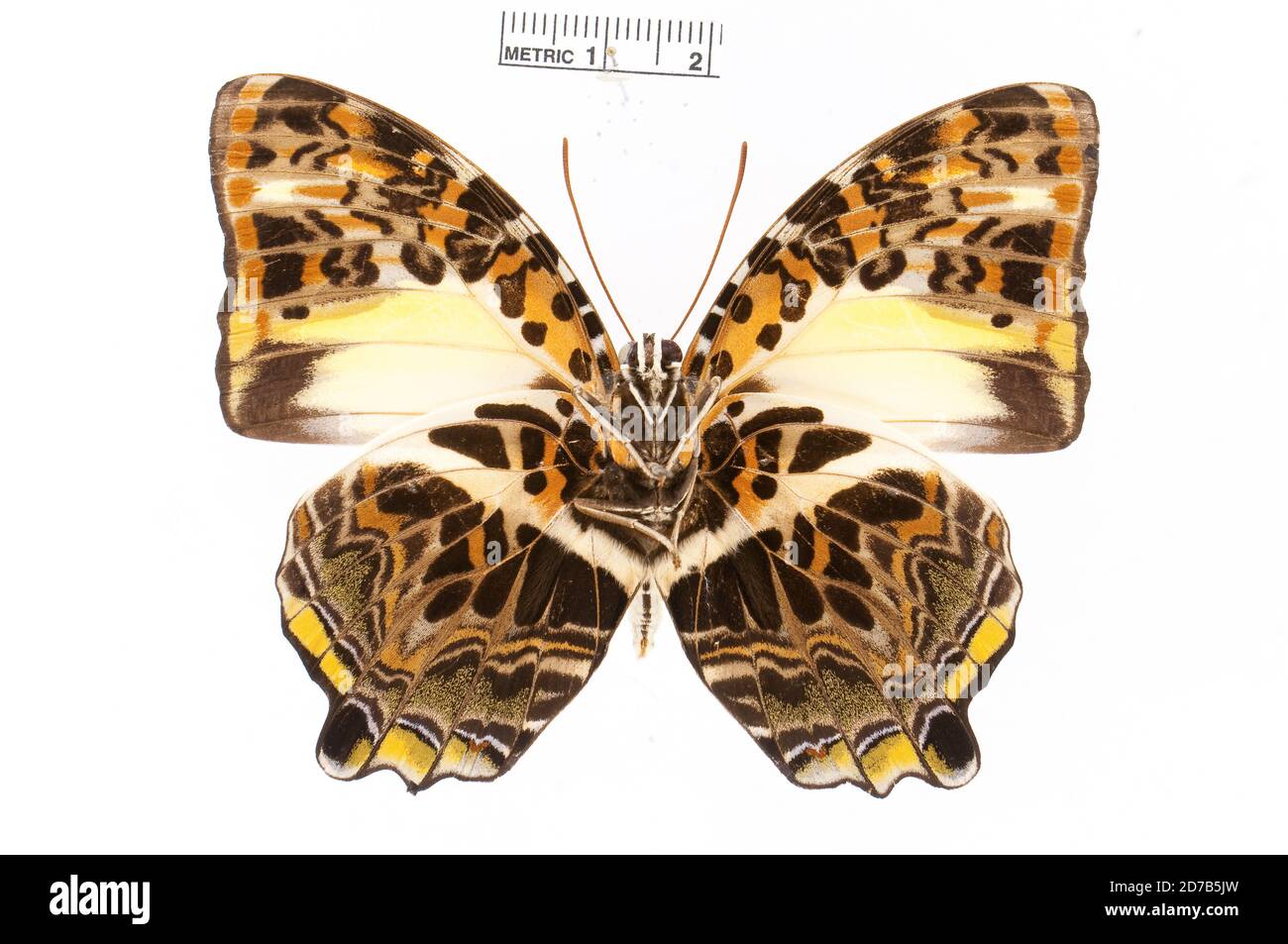 Pinned, Agatasa calydonia (Hewitson, 1854), Animalia, Arthropoda ...