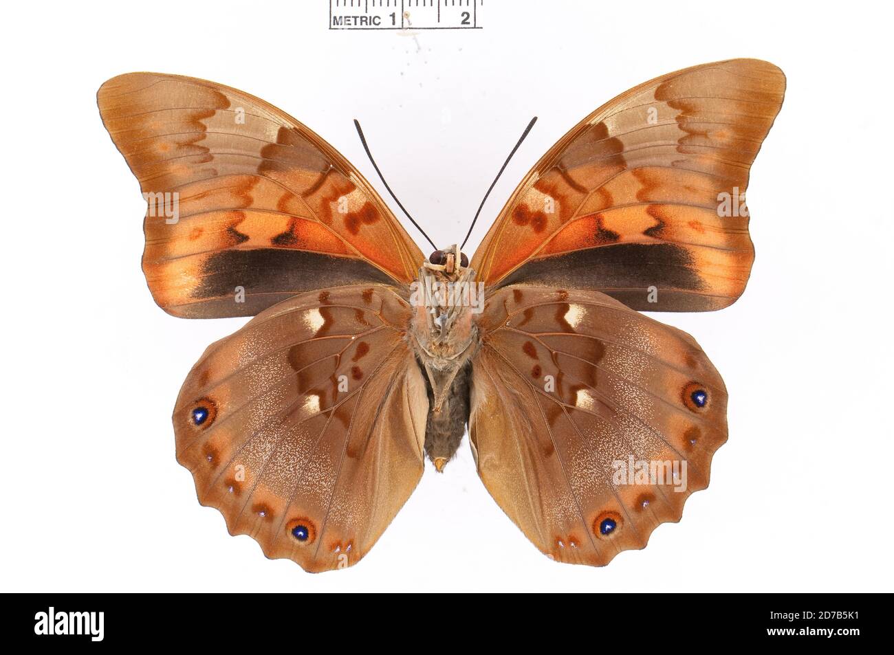 Prepona praeneste hewitson hi-res stock photography and images - Alamy