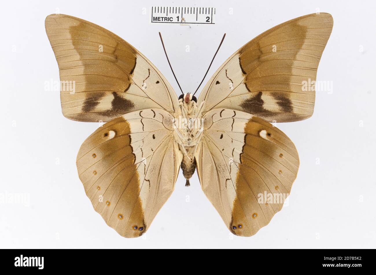 Pinned, Archaeoprepona meander (Cramer, 1775), Animalia, Arthropoda ...