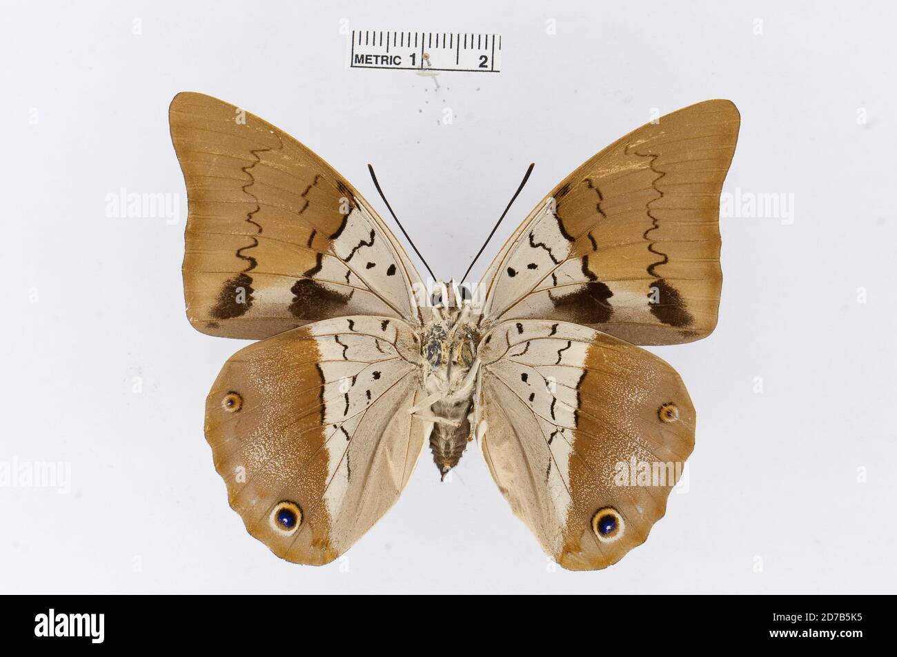 Prepona dexamenus hopffer hi-res stock photography and images - Alamy