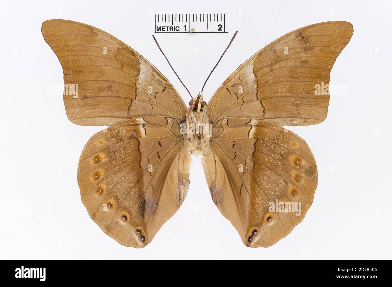 1844 animalia hi-res stock photography and images - Alamy