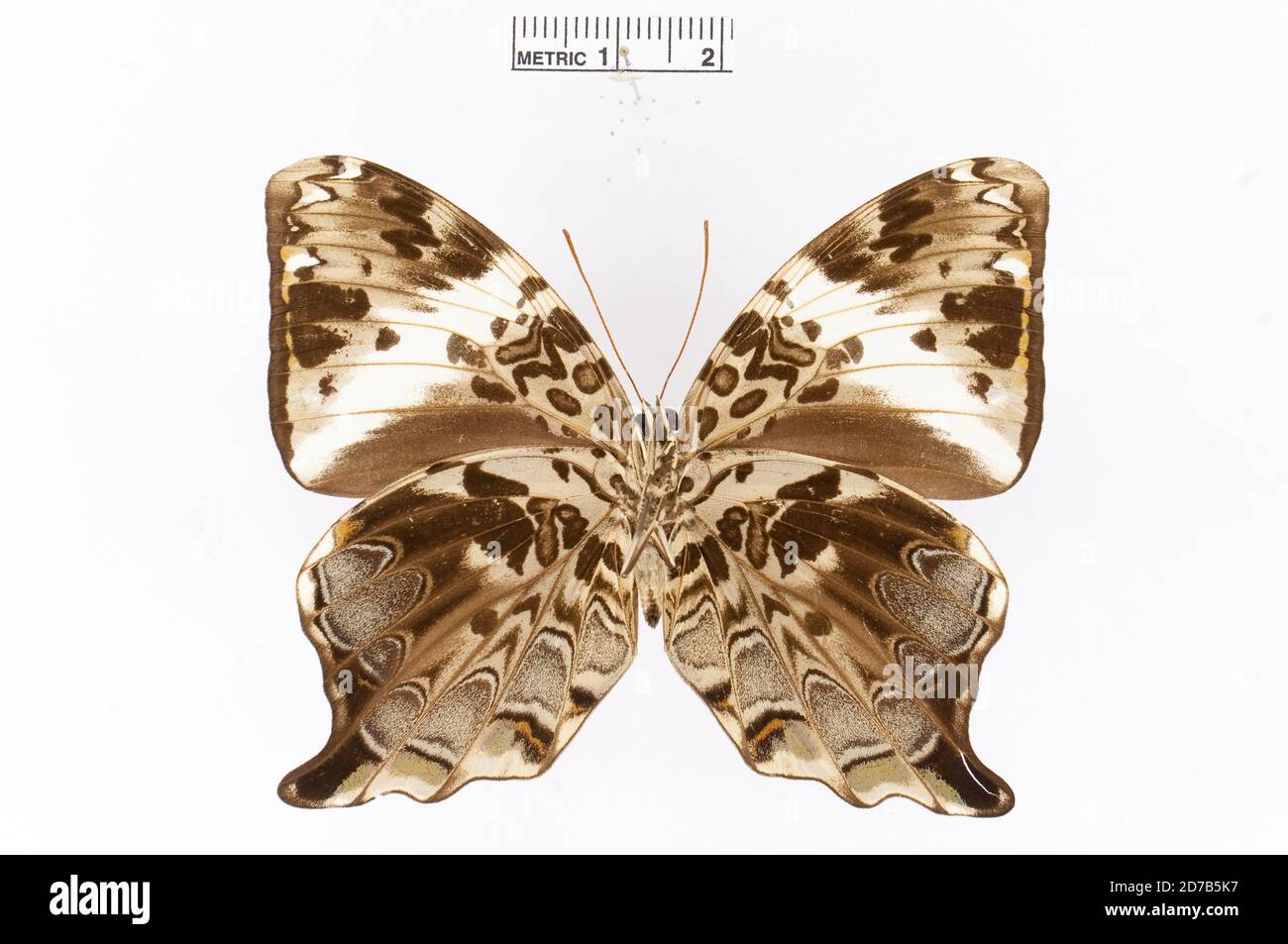 Pinned, Prothoe franck (Godart, 1824), Animalia, Arthropoda, Insecta ...