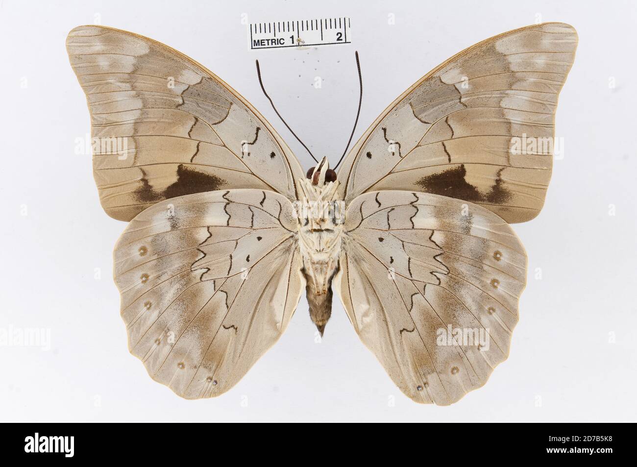 Pinned, Archaeoprepona demophoon (Hübner, [1814]), Animalia, Arthropoda ...