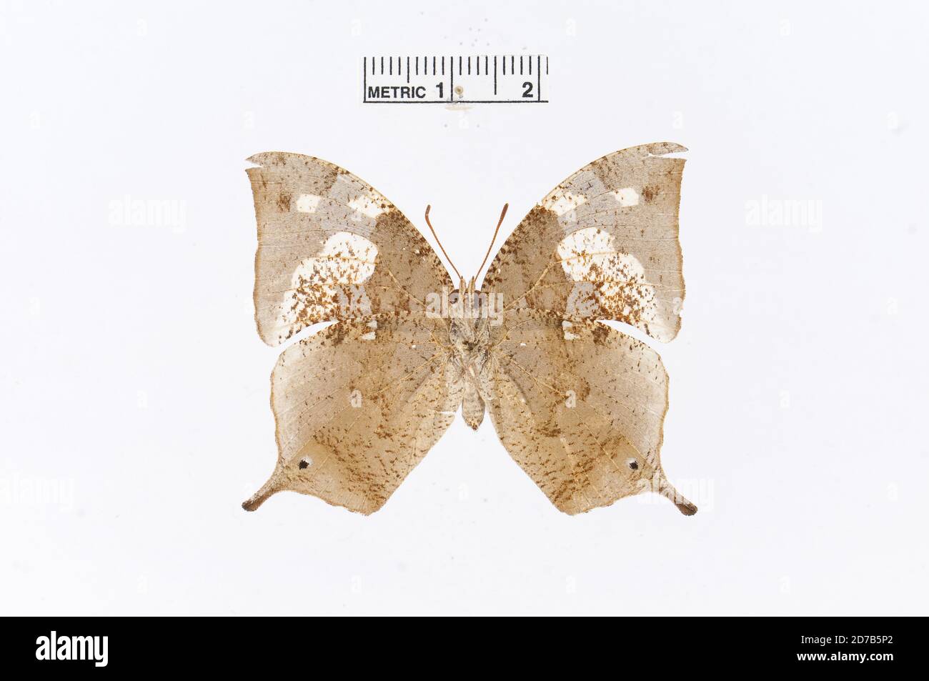 Pinned, Memphis artacaena (Hewitson, 1869), Animalia, Arthropoda ...