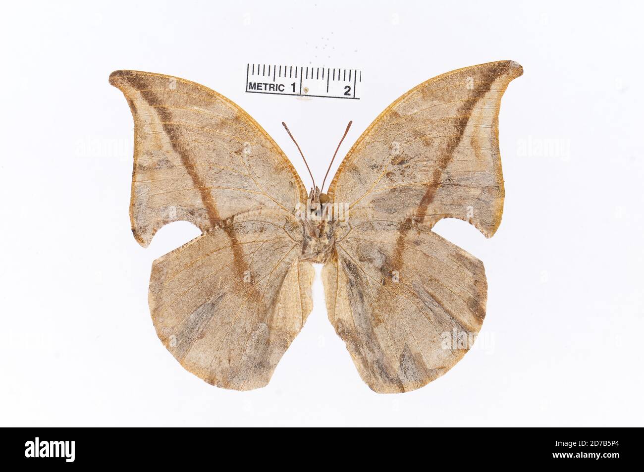 Pinned, Memphis falcata (Hopffer, 1874), Animalia, Arthropoda, Insecta ...