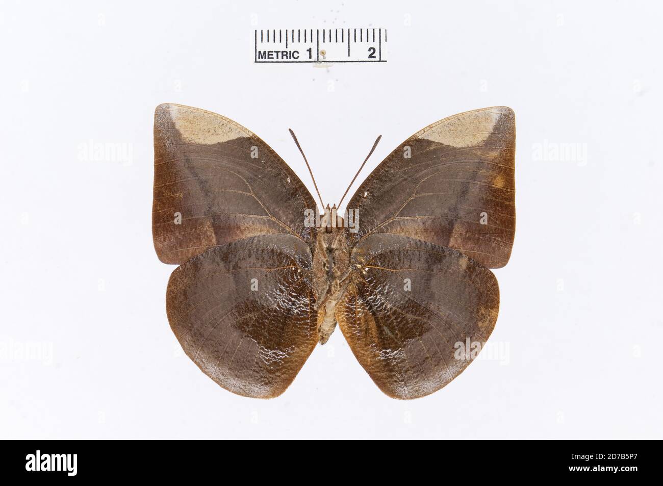 1874 animalia hi-res stock photography and images - Alamy