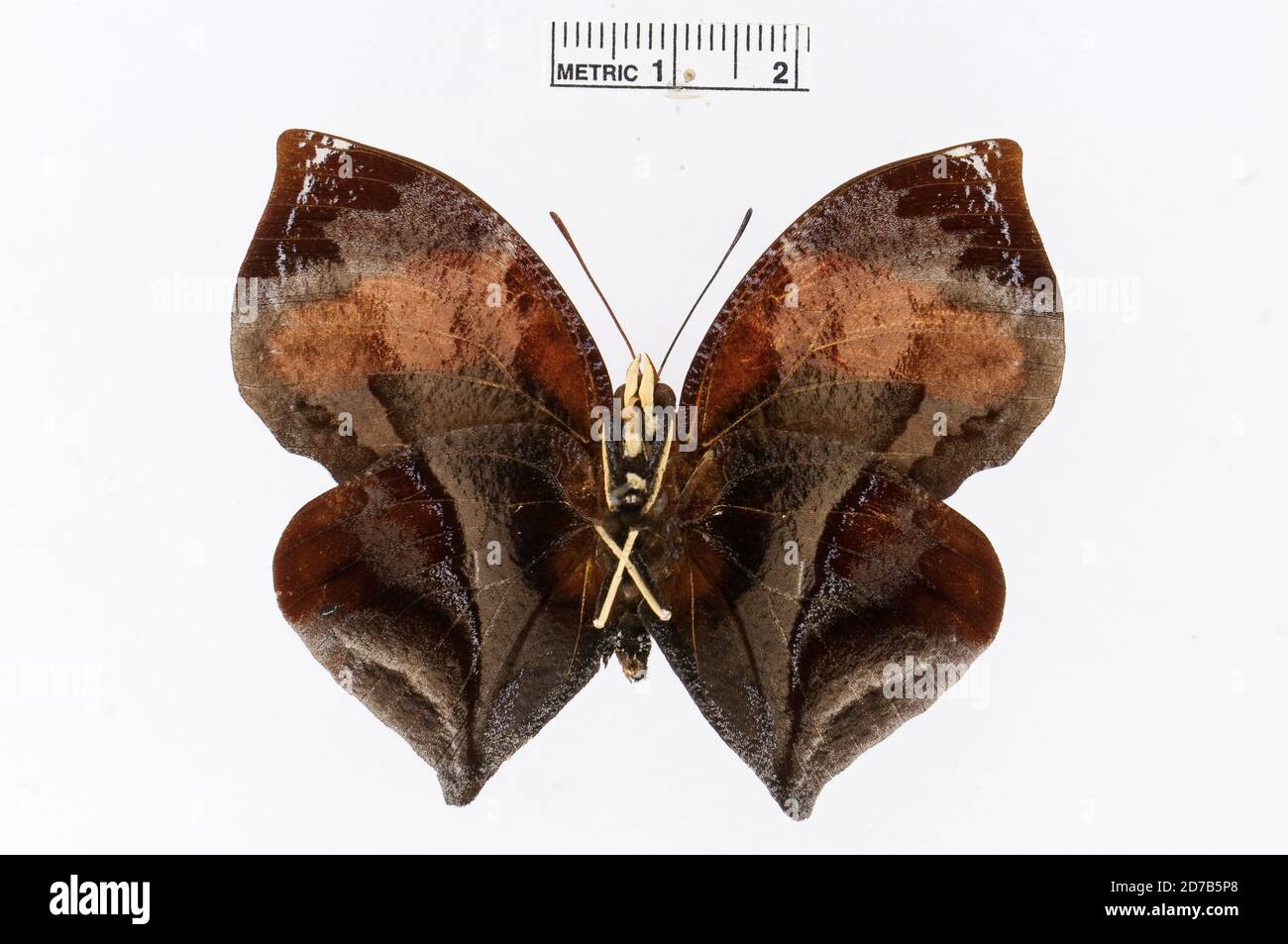 Siderone syntyche hewitson hi-res stock photography and images - Alamy