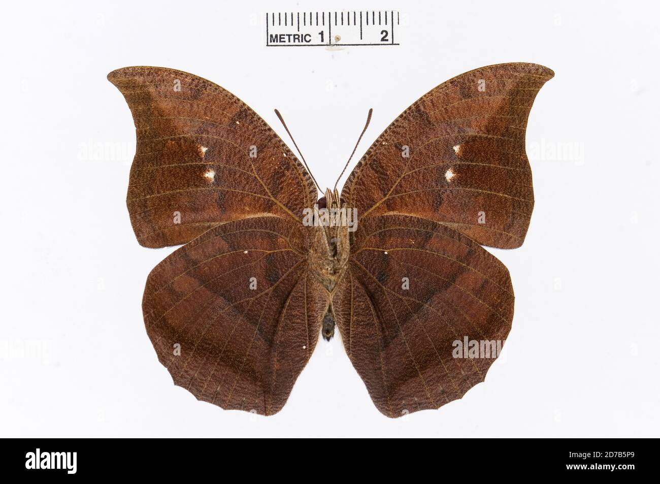 Pinned, Polygrapha tyrianthina (Salvin & Godman, 1868), Animalia ...