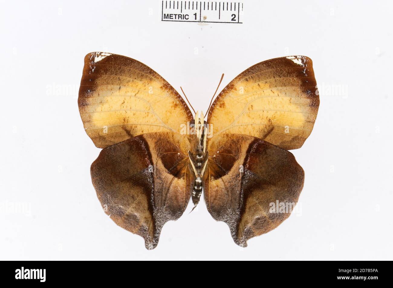 Pinned, Siderone galanthis (Cramer, 1775), Animalia, Arthropoda ...