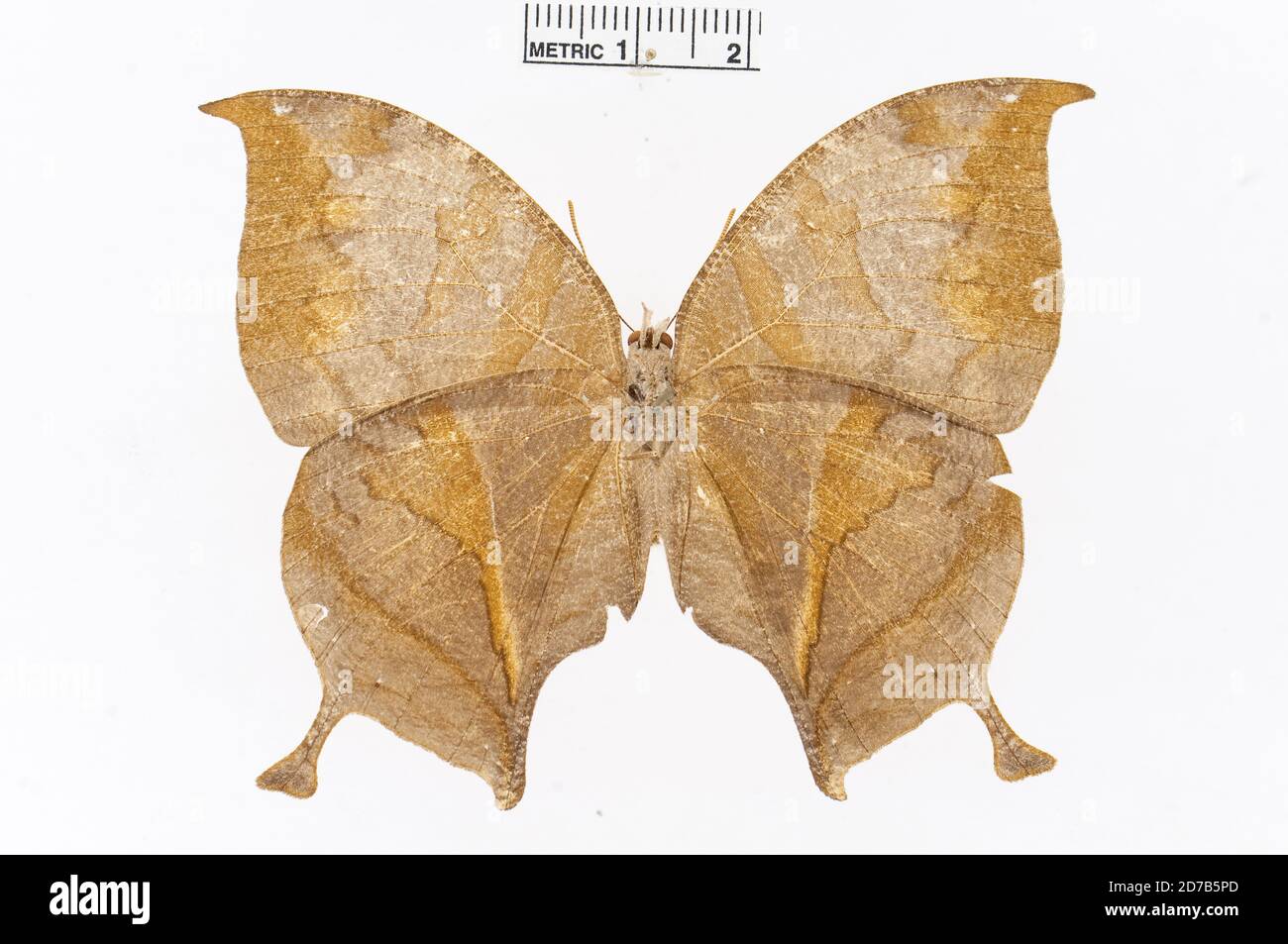 Pinned, Consul electra (Westwood, 1850), Animalia, Arthropoda, Insecta ...